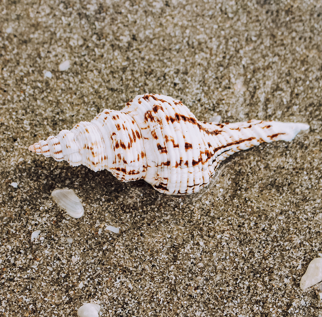 Brown and White Natural Spindle - Best of Everything | Online Shopping