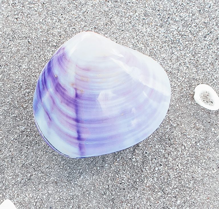 Purple Polished Clam Shell - Best of Everything | Online Shopping