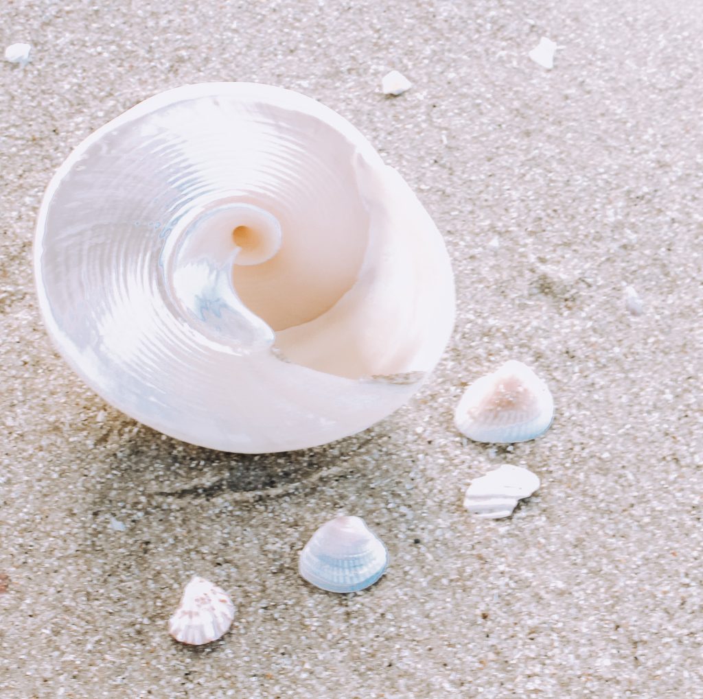 Silver Troca Shell - Best of Everything | Online Shopping